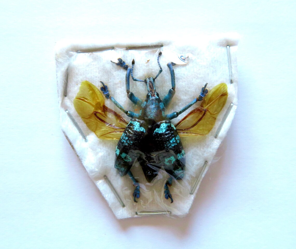 Pack of 2 Beetles Eupholus Linnei With Open Wings , Weevil for All Your ...