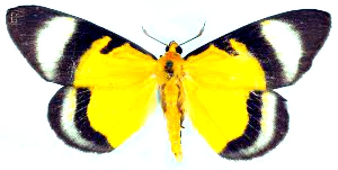 Pack of Two Nice Geometrid Moths Celerena Lerna With Wings Closed Aa ...