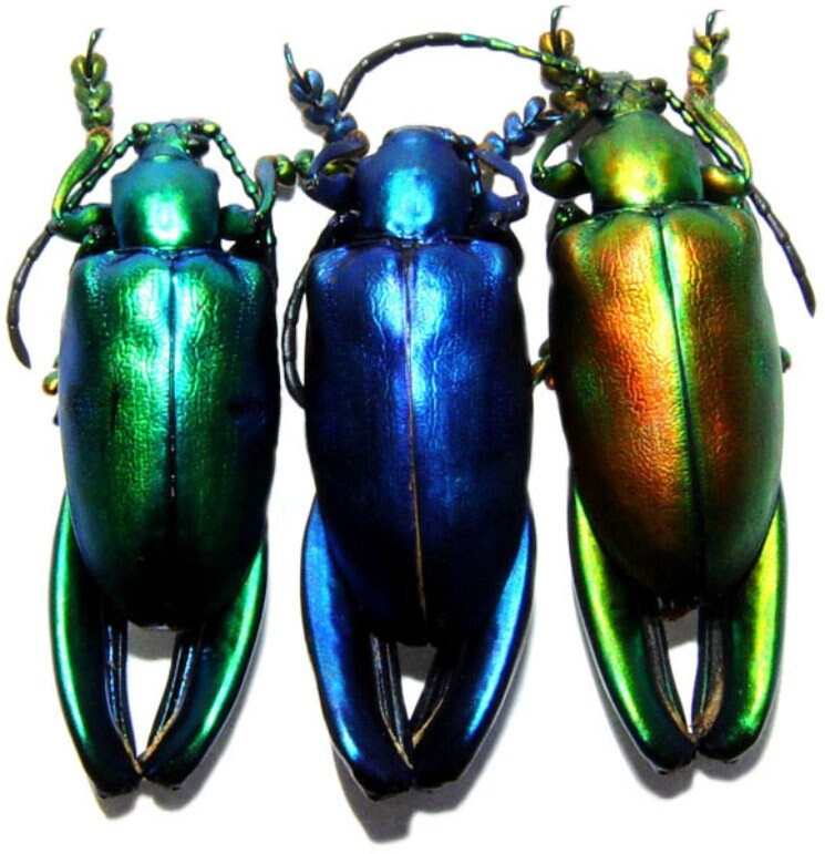 Pack of 15 beetles sagra longicollis chrysomelidae | Etsy