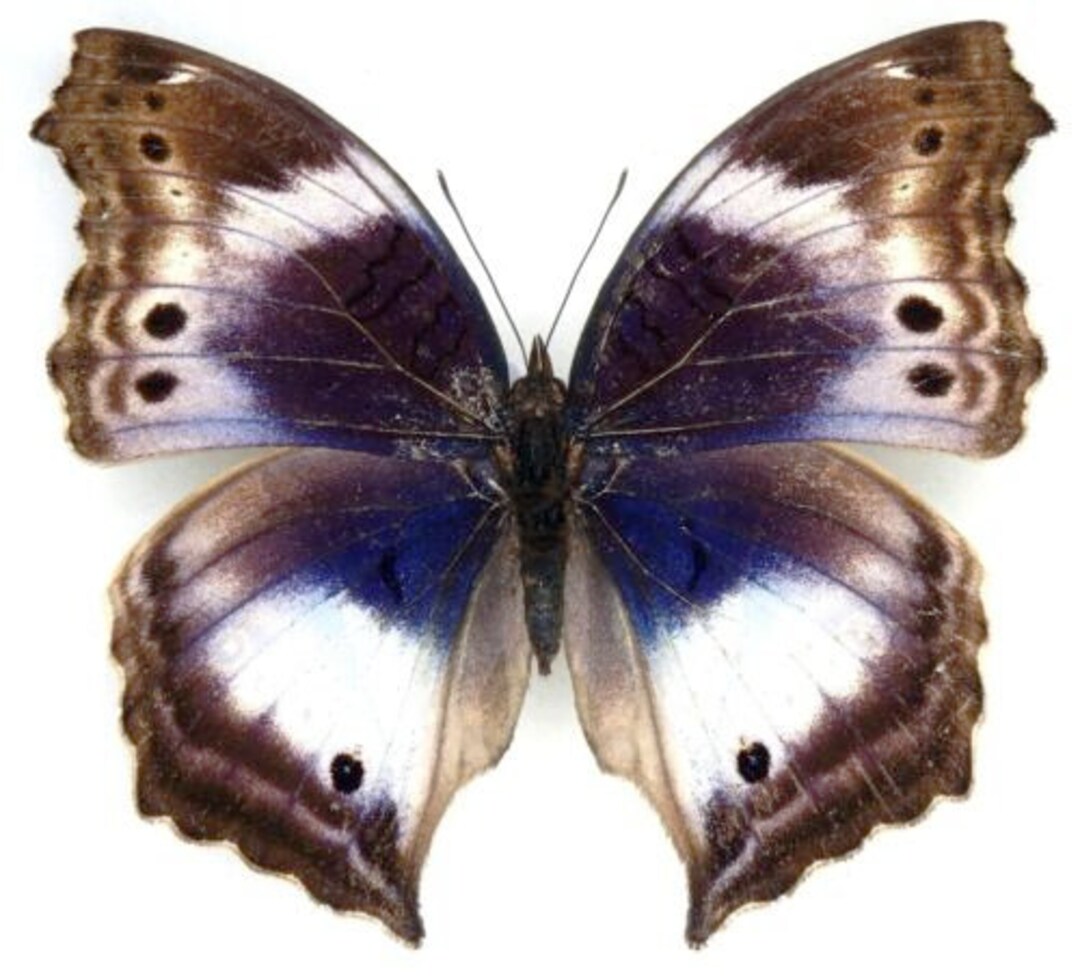 Collectors Item : A Rare Western Blue Beauty Butterfly Protogoniomorpha ...