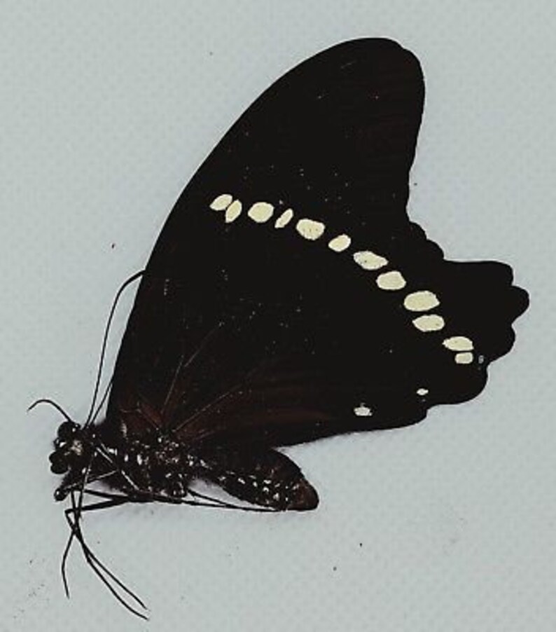 Pack of 2 papilio bromius swallowtail WS 90/100mm for framing - Etsy France