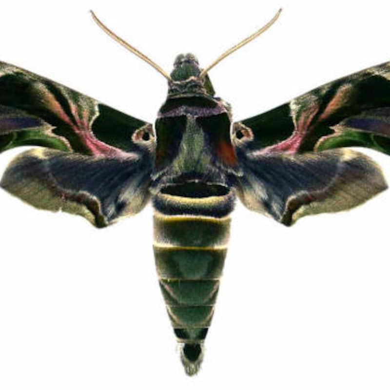 Hummingbird Moth - Etsy