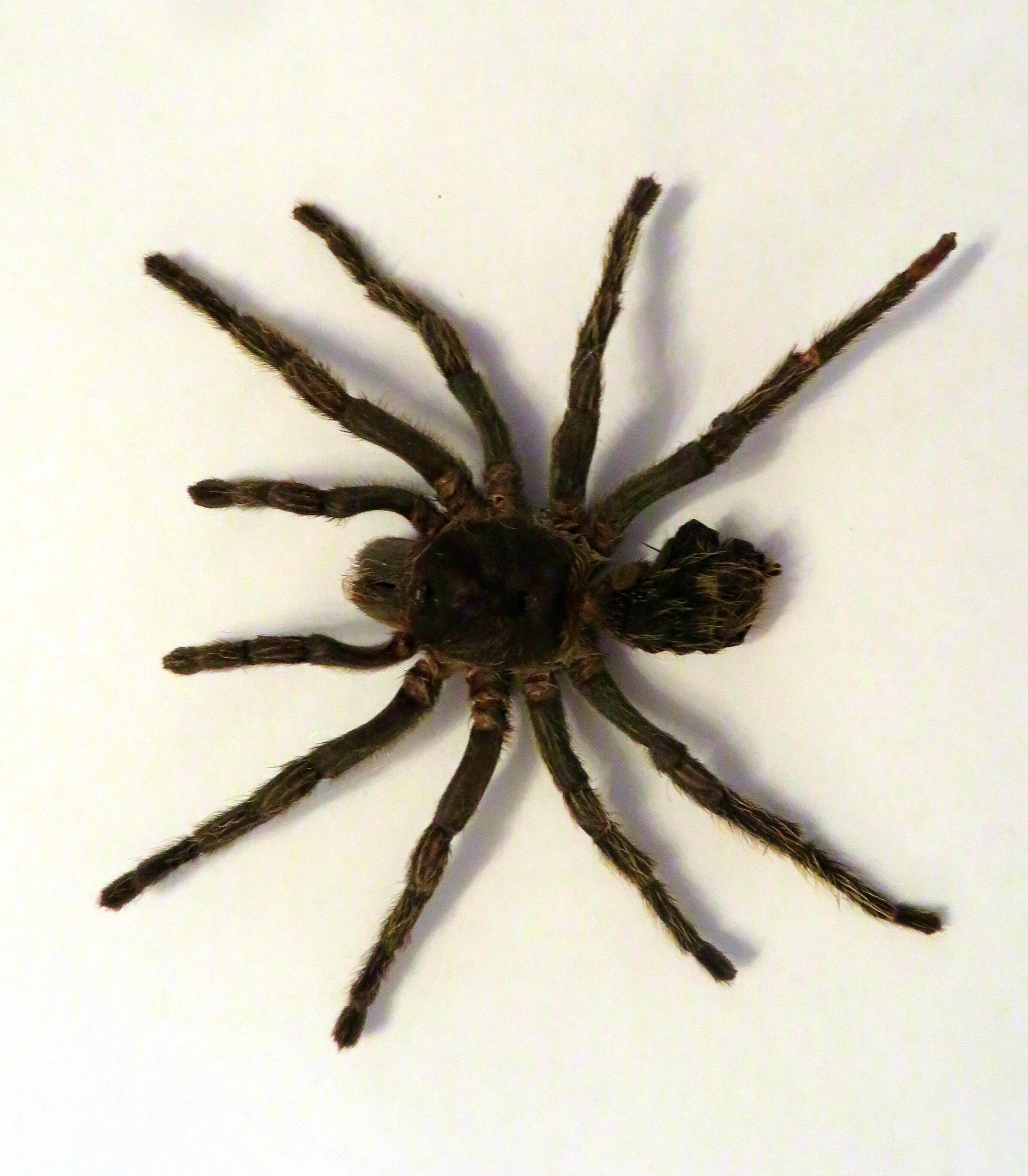 One Unspread Bird Eating Spider From Peru Hapalotremus - Etsy