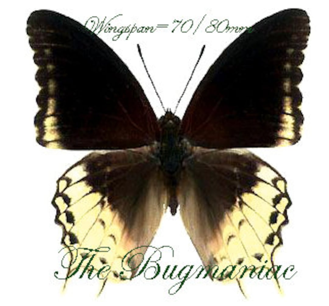 One Pair ( Male and Female) of the Nice Charaxes Orilus From Indonesia ...