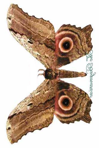 One marvelous silk moth male Athletes ethra a from Togo wings | Etsy