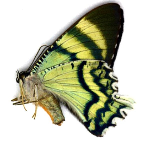 One Large and Marvelous Moth Alcides Boops Uranidae Wings | Etsy