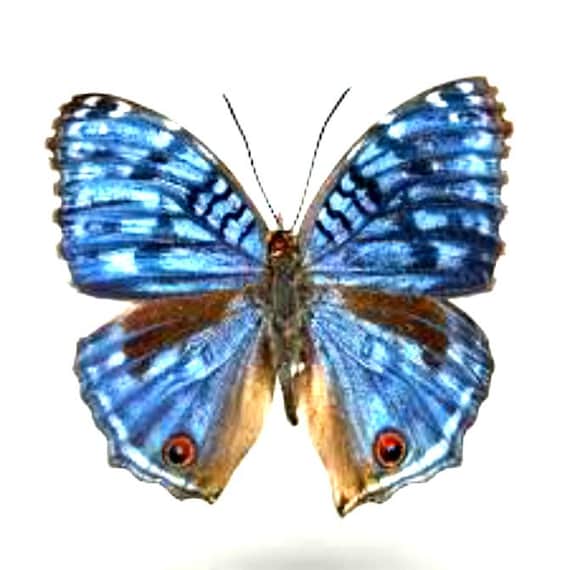 Pack of 5 Blue Butterflies Junonia Precis Rhadama From - Etsy