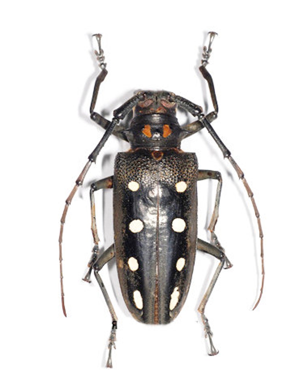 One Pair (male and Female) Longhorn Beetle Batocera Parryi From ...