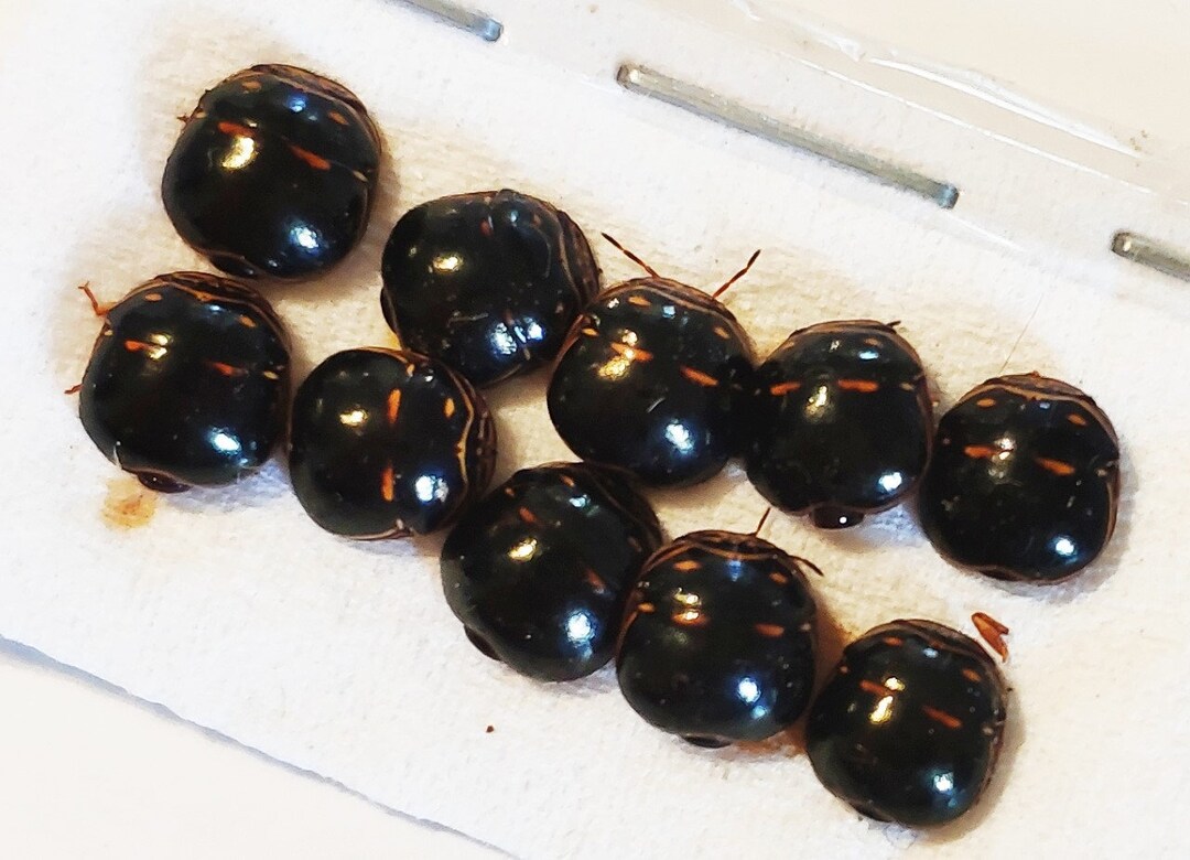 Pack of 10 Small Black Metallic Ladybugs Beetles for All Your Taxidermy ...
