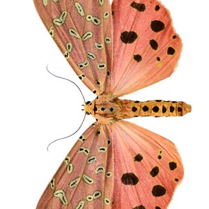 One Very Beautiful Tiger Moth Argina Argus Aa/a Closed Wings for All ...