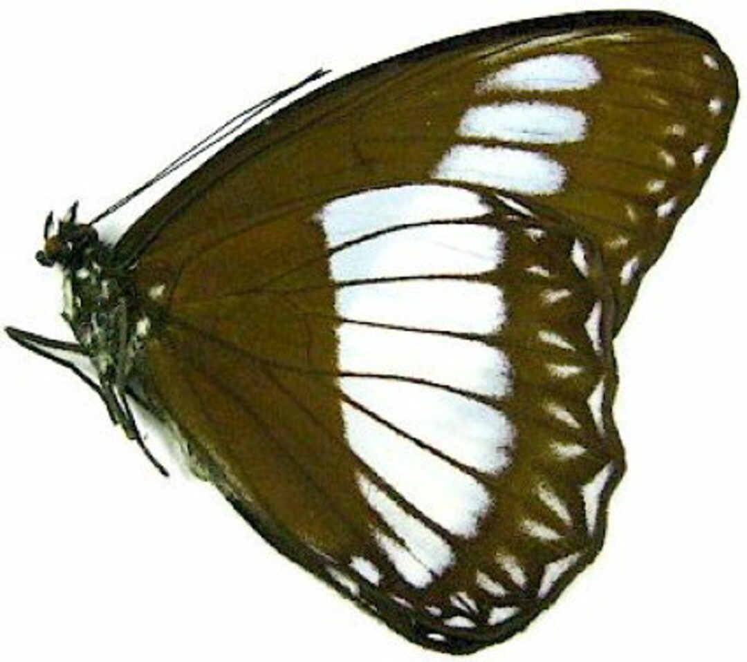 Pack of 3 nice satyrid butterflies zethera pimplea folded , aa- for all ...