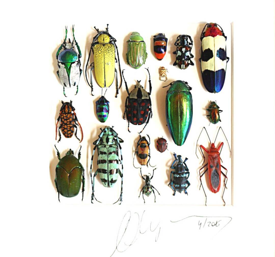 Shadow Box Taxidermy With Real Insects : Design Wooden Frame With ...