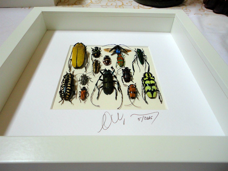 Shadow Box With Real Insects : Topquality Taxidermy Display | Etsy