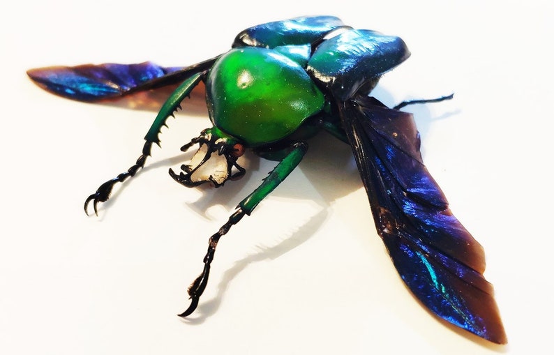 One Male With OPEN WINGS of the African Scarab Beetle | Etsy
