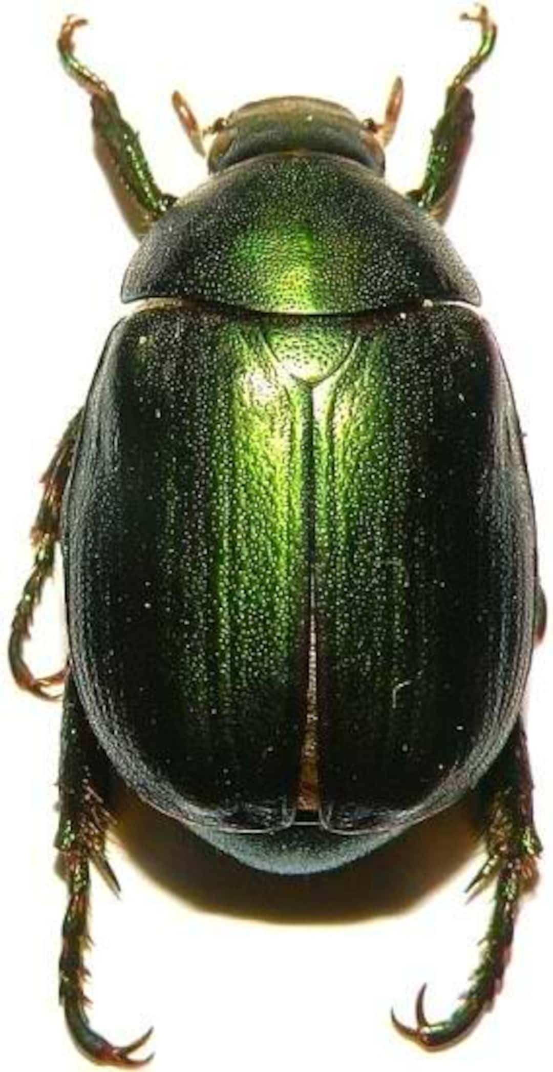 Pack of 18 Nice Rutelidae Beetles Anomala Vitis From Italy, Unmounted ...