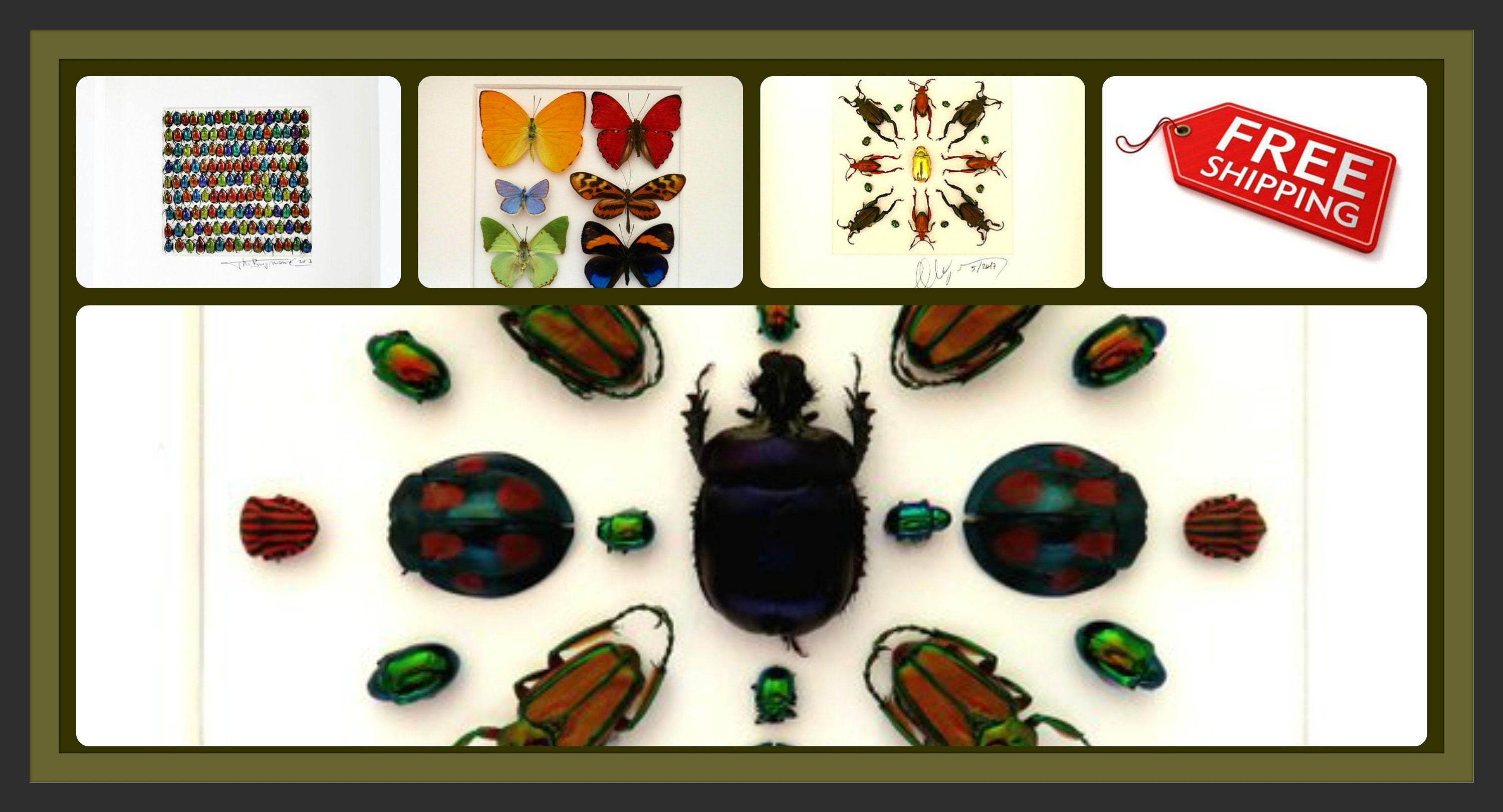 Pack of 5 Jewel Beetles Gelaeus Walkeri 20/30mm for All Your - Etsy