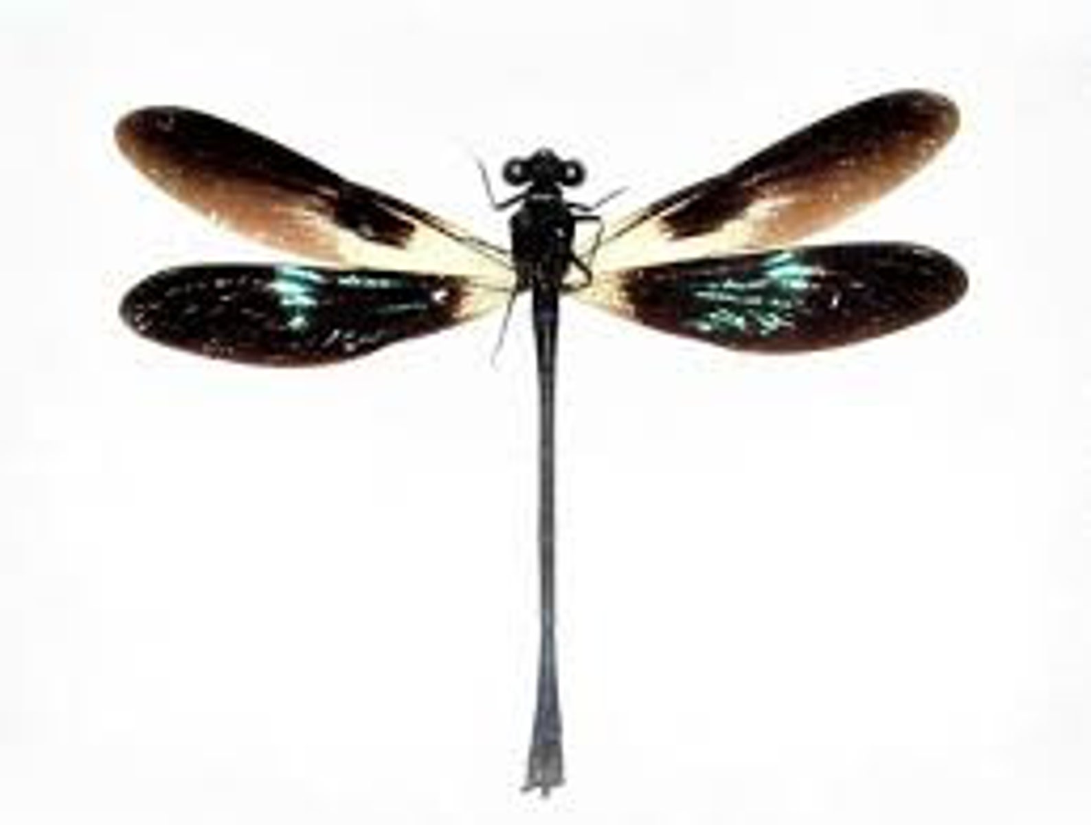 Pack of 4 Odonata Euphaea Variegata SPREAD A1 to Aa- , for All Your ...