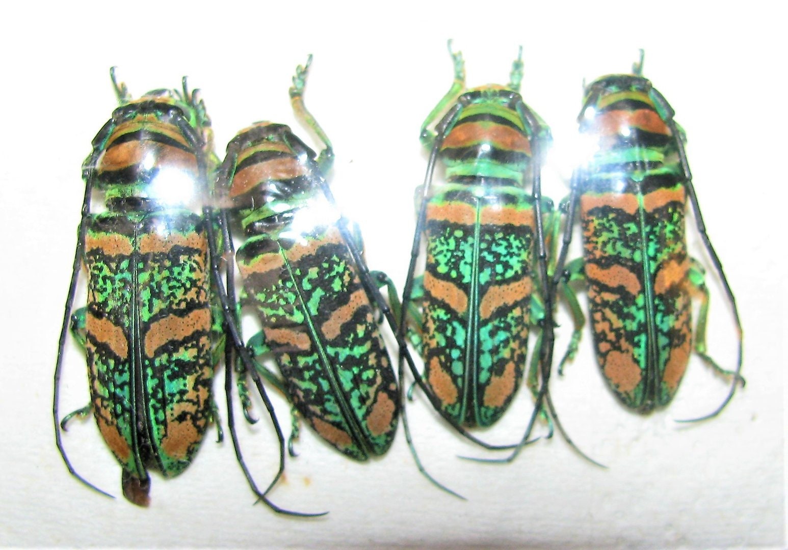 Pack 6 Colorful Longhorn Beetles Anatragus Pulchellus UNMOUNTED Forall ...
