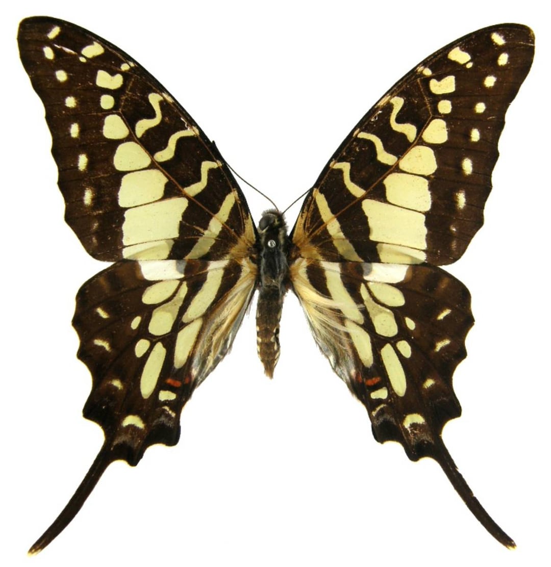 Pack of 2 Swallowtail Graphium Antheus WS =80/85mm, Closed Wings A1 ...