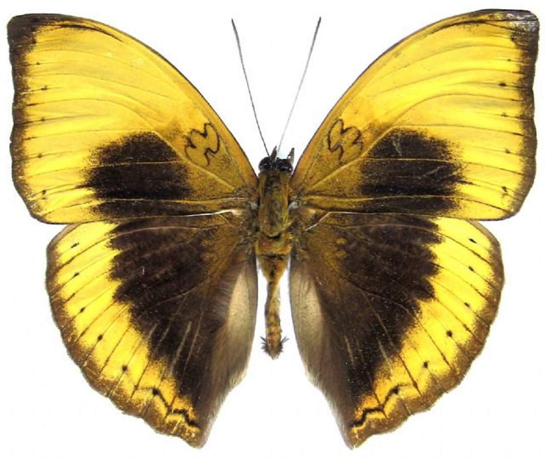 Pack of 3 Butterflies Cymothoe Hypatha, Nymphalidae WS 70/75mm for All ...