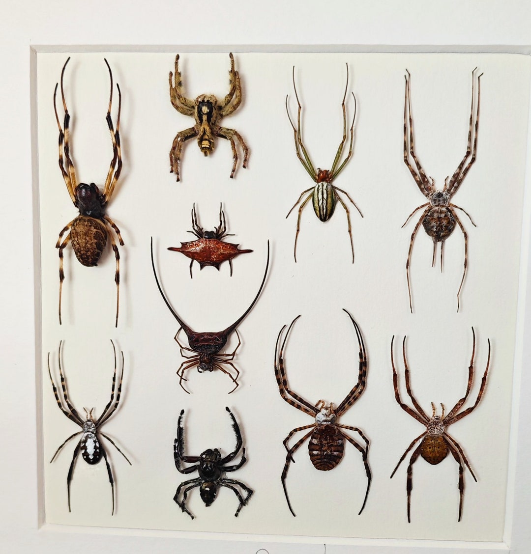Wooden Design Shadowbox Taxidermy With Real Small Spiders 250 - Etsy