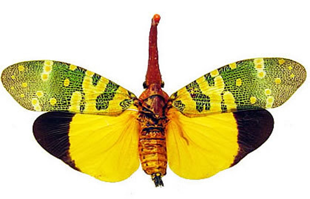 Pack of 2 Lantern Flies Pyrops Candelaria Spread Wings A1 Quality for ...