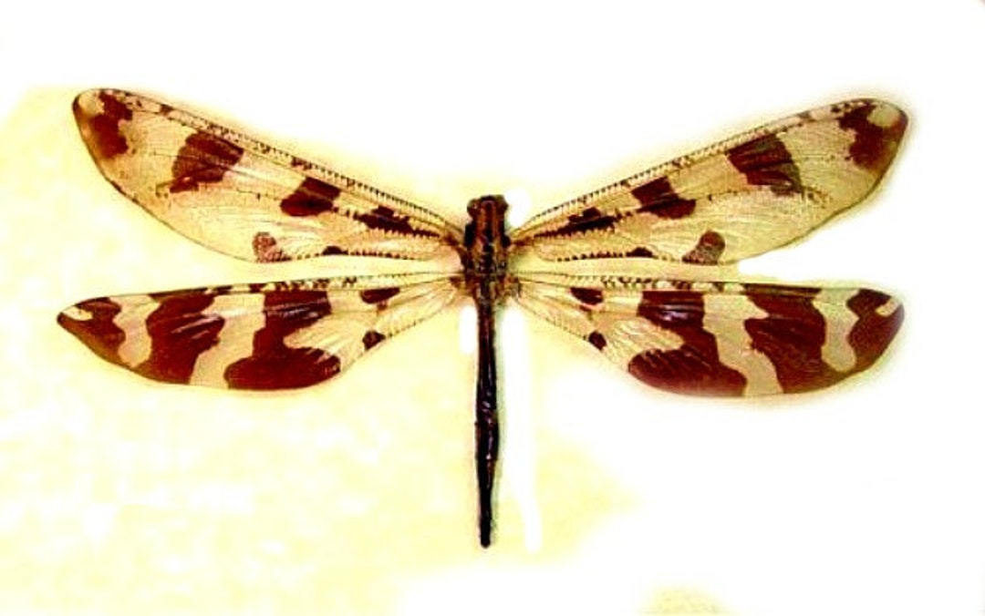 One Fantastic and Huge Neuroptera Lachlathetes Ssp From Thailand Spread ...