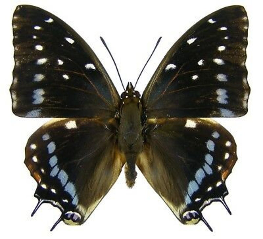 Pack of 3 Charaxes Etesipe WS 60/65mm, Nymphalidae , Wings Closed A1/aa ...