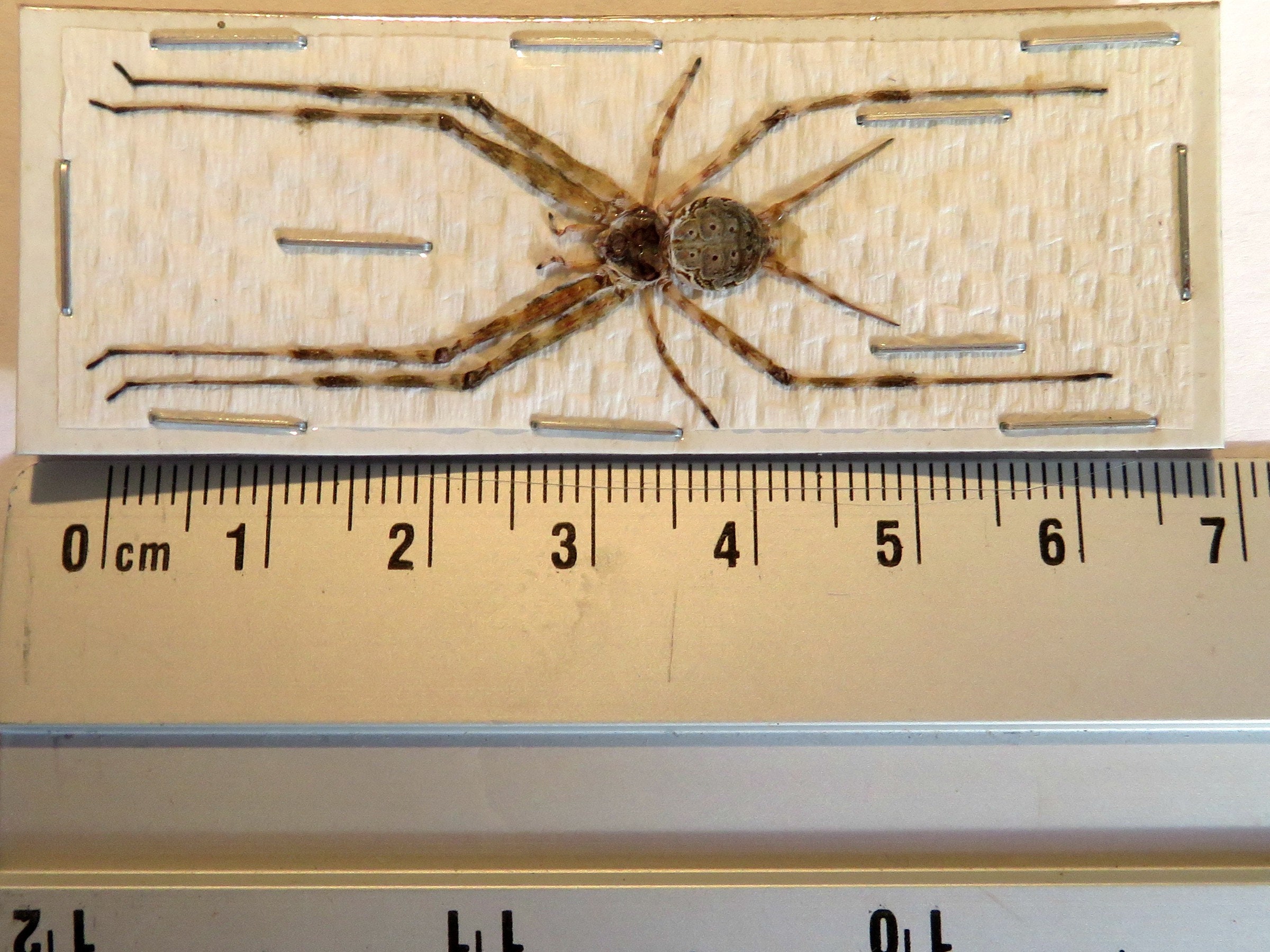 Pack of 2 Dried Small but Special Spiders Hersilia Striata - Etsy