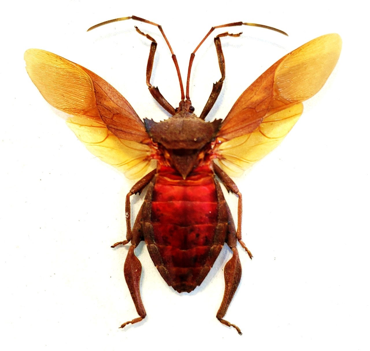 Pack of 2 Pair (2m and 2 Fem) Stink Bug With OPEN Wings From Kalimantan ...