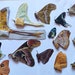 SPECIAL OFFER : A SUPERB Set of Large Moths for the Beginning Collector ...