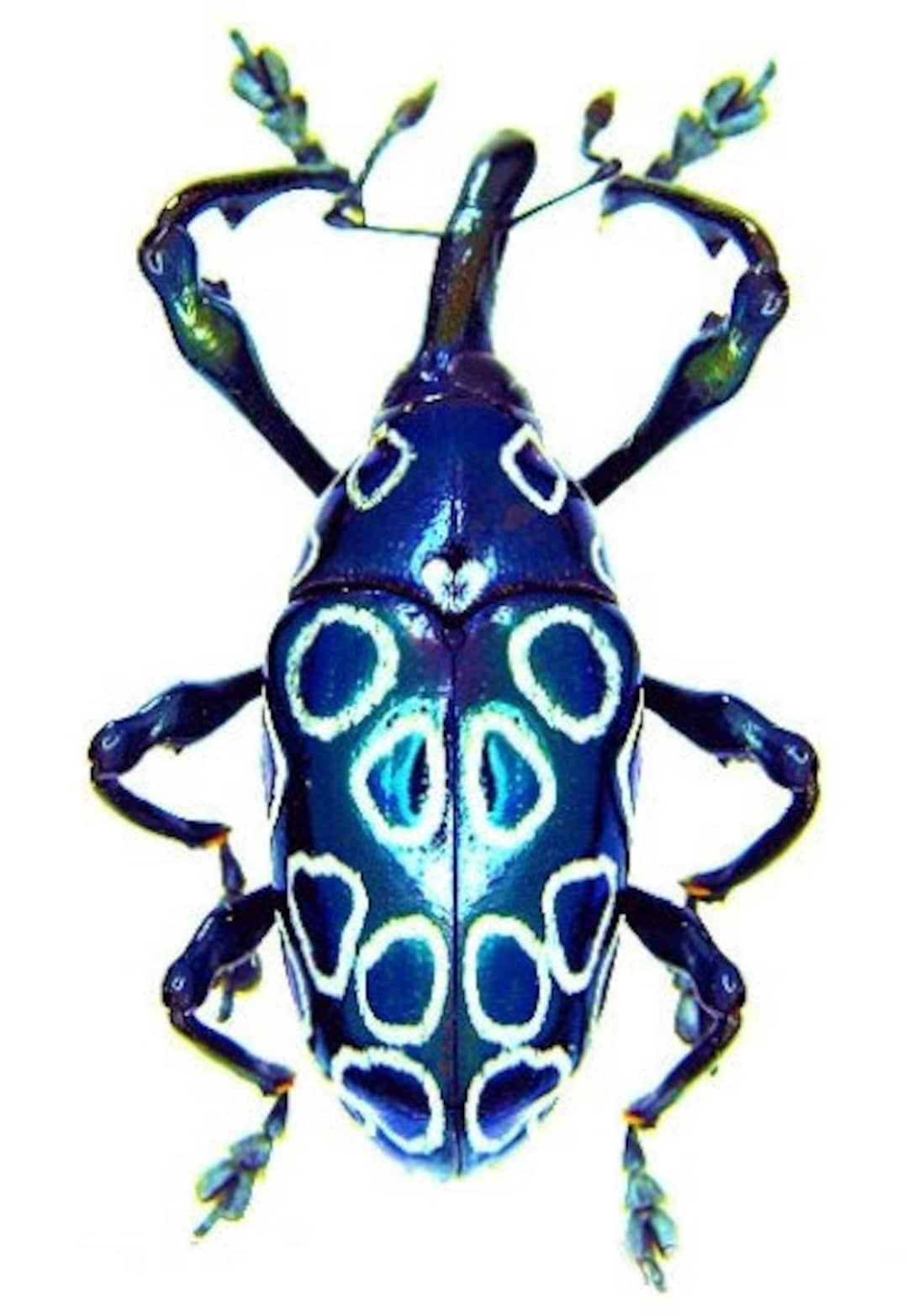 Pack of 2 Weevils Alcidodes Ocellatus 20/25 Mm for All Your Taxidermy ...