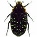 Pack of 3 Very Colorful Scarab Beetles Euchroea Clementi Ripheus , A1 ...