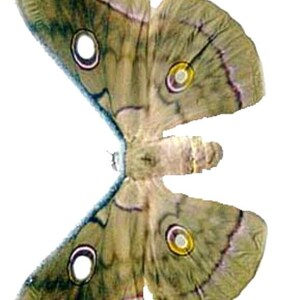 One Female of the Silkmoth Antheraea Frithi Penduculata With Wings ...