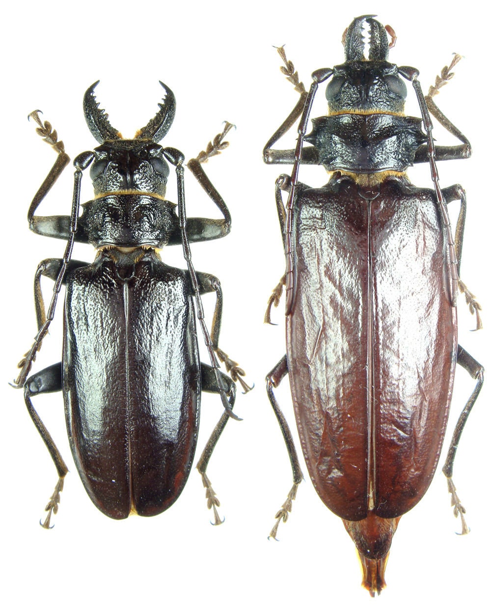 One Rare Pair m F Longhorn Beetle Anthracocentrus Rugiceps | Etsy