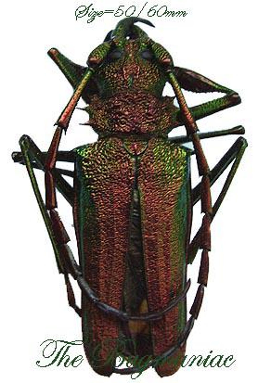 A Male of the Superb Longhorn Beetle Psalidognathus Friendii RED FORM ...