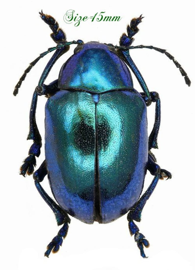 Pack of 5 Beetles Blue Eumolpus Beetles , Chrysomelidae Aa-/a ...