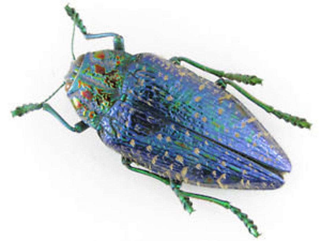 Pack of 50 Jewel Beetles Polybothris Sumptuosa Gemma for All Your ...
