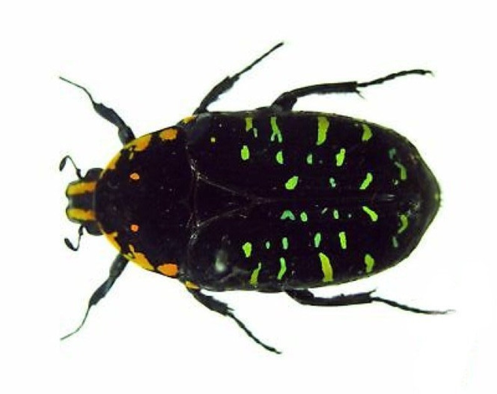 Pack of 3 Very Colorful Scarab Beetles Euchroea Clementi Ripheus , A1 ...