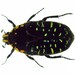 Pack of 3 Very Colorful Scarab Beetles Euchroea Clementi Ripheus , A1 ...