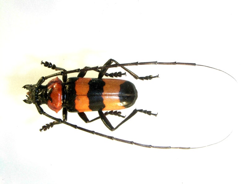 Set of Two Beautiful Longhorn Beetles Pavieia Superba for All Your ...