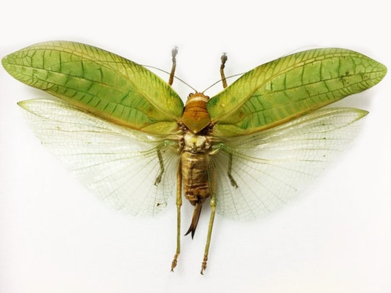 Giant Katydid