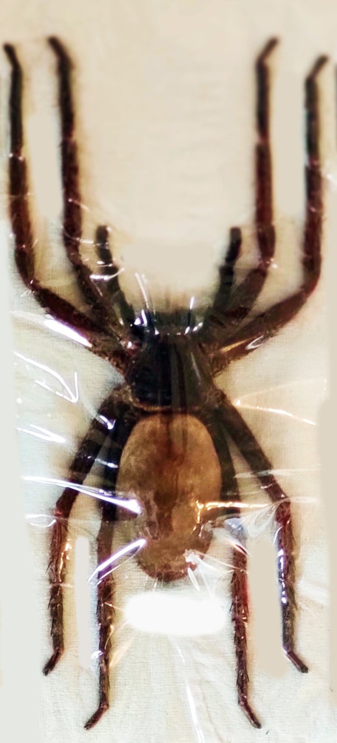 A very nice spider from Java, heteropoda tetrica , 45/70 SPREAD, for ...