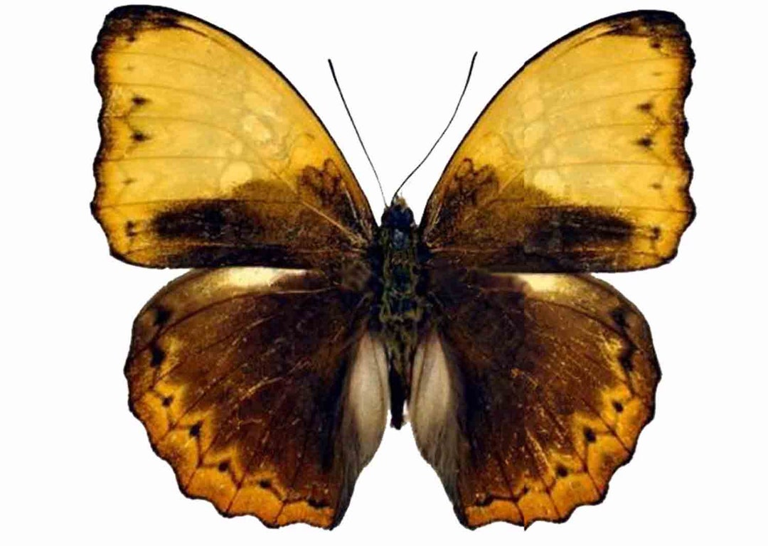 Pack of 3 butterflies cymothoe haynae diphyia ws 55/65mm for - Etsy ...