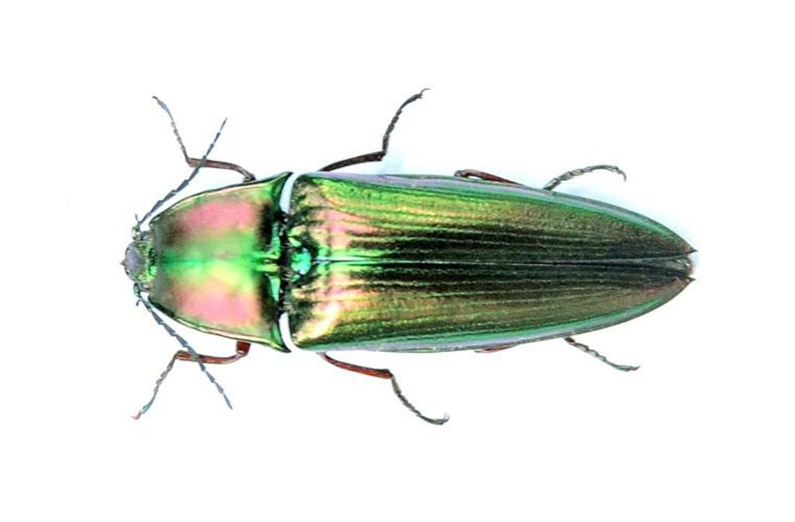 Pack of 2 Very Beautiful Click Beetles Campsosternus Latiusculus for ...