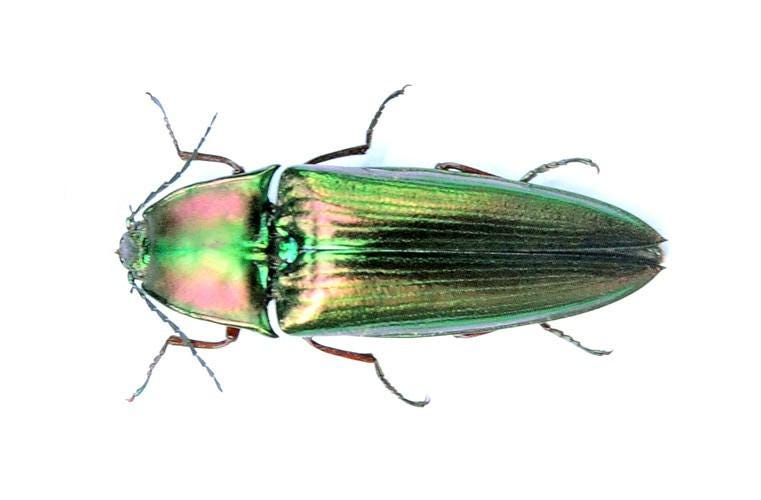 Pack of 2 Very Beautiful Click Beetles Campsosternus Latiusculus for ...