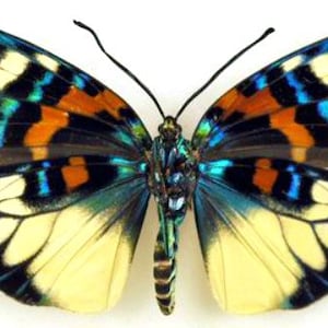 Pack of Two of the Moth Erasmia Pulchera Chinensis , Ws 80/85mm ,wings ...