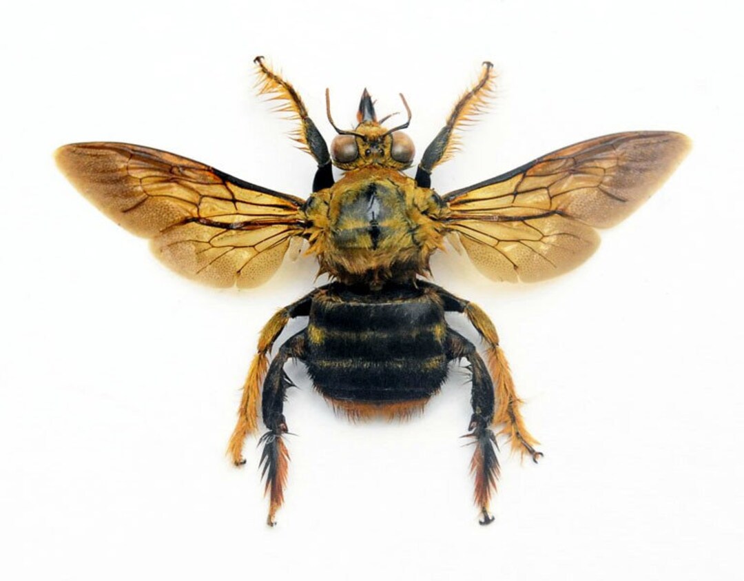 Pack of 3 Bees Golden Winged Xylocopa Ssp. 2 From Sulawesi SPREAD , Ws ...