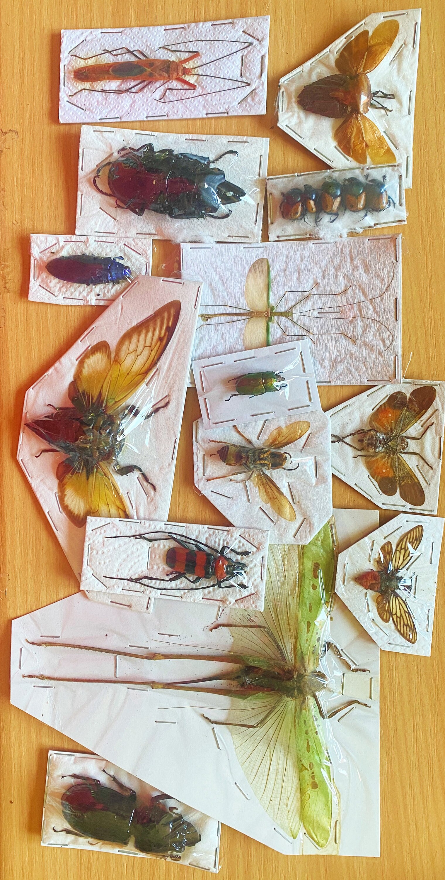 SPECIAL OFFER : Set 15 Colorful Mixed Insects A1 to Aa- Quality for the ...
