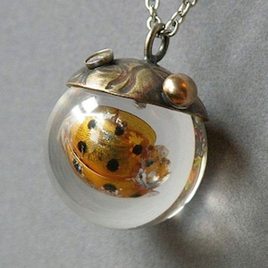 Pack of 5 Large Ladybugs / Ladybird Beetles Megalocaria Dilatata for ...